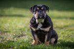 The 10 Strongest Bulldog Breeds - iHeartDogs.com