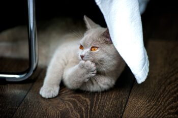 12 Strongest Cat Breeds Ready to Flex Their Paws (2026 Guide ...