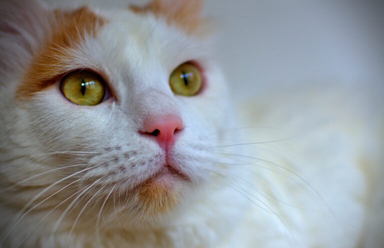 12 Strongest Cat Breeds Ready to Flex Their Paws (2026 Guide ...