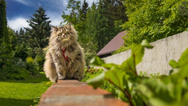 12 Strongest Cat Breeds Ready to Flex Their Paws (2026 Guide ...