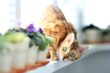 12 Strongest Cat Breeds Ready to Flex Their Paws (2026 Guide ...