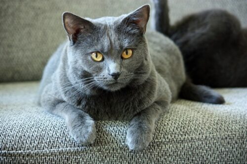 12 Strongest Cat Breeds Ready to Flex Their Paws (2026 Guide ...