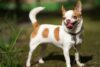 7 Dog Breeds That Have Extra Toes And What It Means - iHeartDogs.com