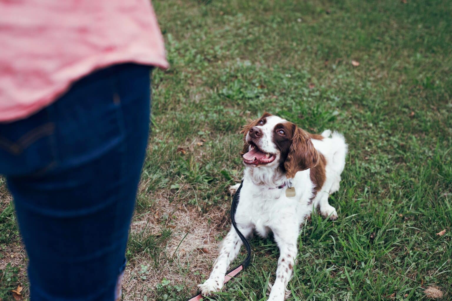 13 Scientific Facts About Dogs Smelling Fear - iHeartDogs.com