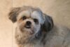 Top 10 Dog Breeds Known For Their 'Grumpy' Expressions - iHeartDogs.com