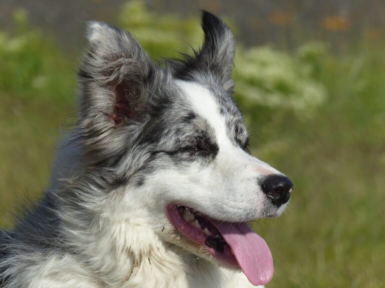 The 9 Oldest Dogs Of All Time - iHeartDogs.com