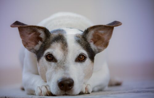 Can Dogs Recognize Themselves In Mirrors? The Answer May Surprise You ...
