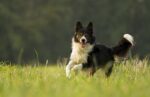 9 Fun Facts You Didn’t Know About Border Collies - iHeartDogs.com