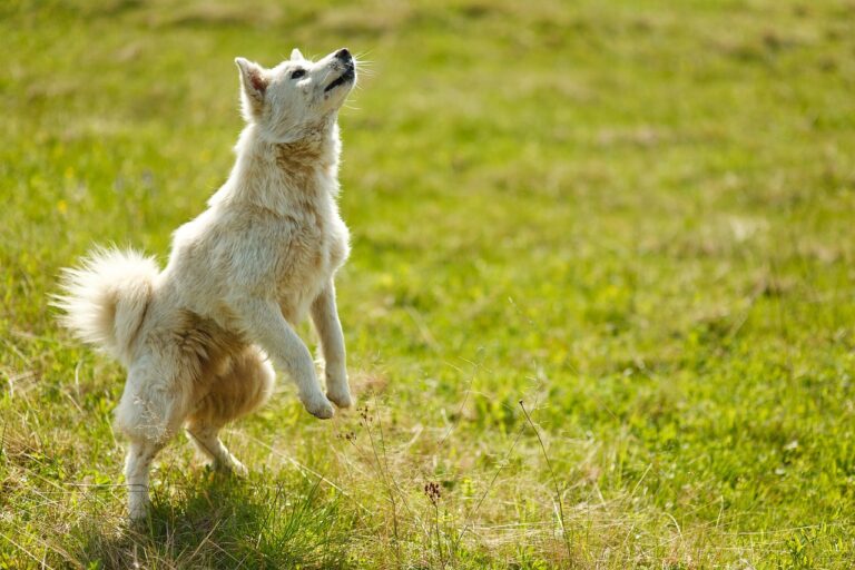 Why Do Dogs Sometimes Snap at the Air? It's Not Always About Flies ...