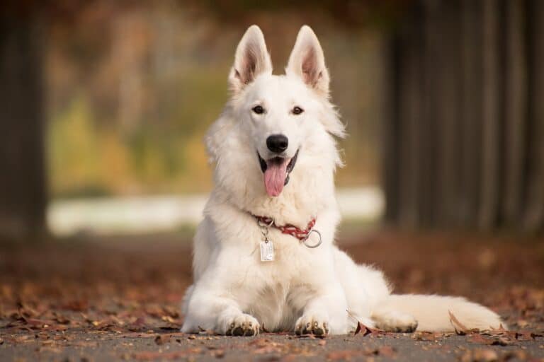 The 6 Rarest German Shepherd Colors - iHeartDogs.com