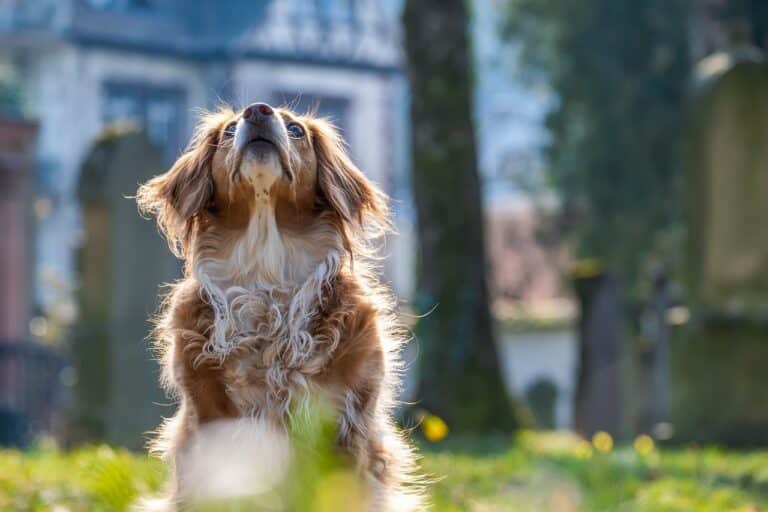 Why Do Dogs Howl at Sirens? The Answer Is More Complex Than You Think ...