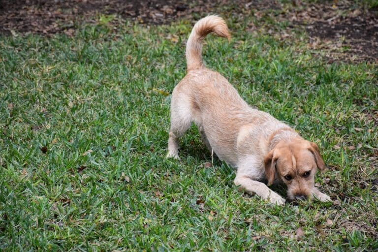 The Truth About Why Dogs Bury Bones: It's Not What You Think ...