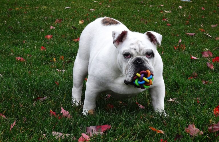 14 Primal Reasons Why Dogs Shake Their Toys - iHeartDogs.com