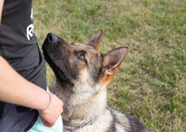 15 Dog Breeds That Appear Intimidating…But Are Total Sweethearts - We ...
