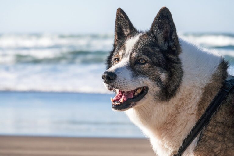 Why Do Dogs Howl at Sirens? The Answer Is More Complex Than You Think ...