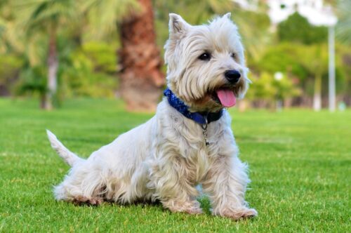 The 10 Cutest White Dog Breeds That Will Melt Your Heart - iHeartDogs.com