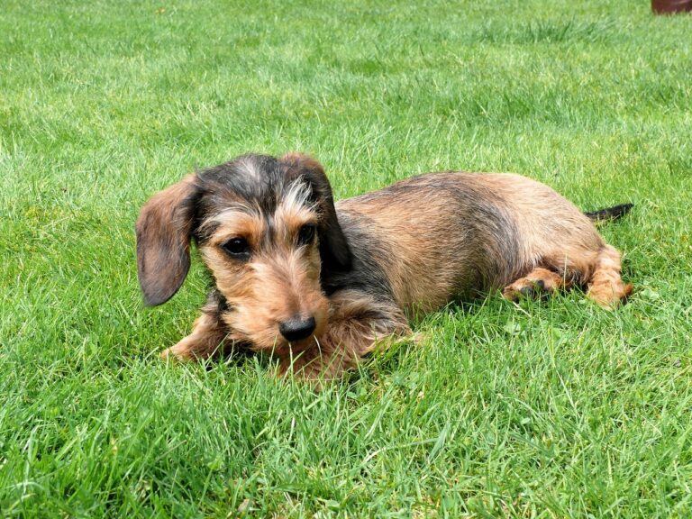Dachshund Colors 2026: Every AKC Shade, Pattern, and What They Mean ...