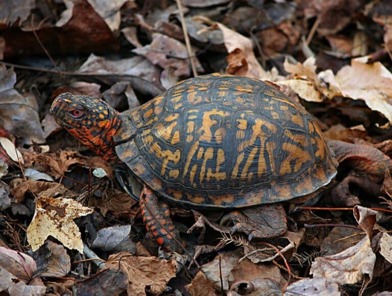 11 Amazing Animals You Can Only Find In North America - iHeartDogs.com
