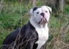 The 10 Strongest Bulldog Breeds - iHeartDogs.com