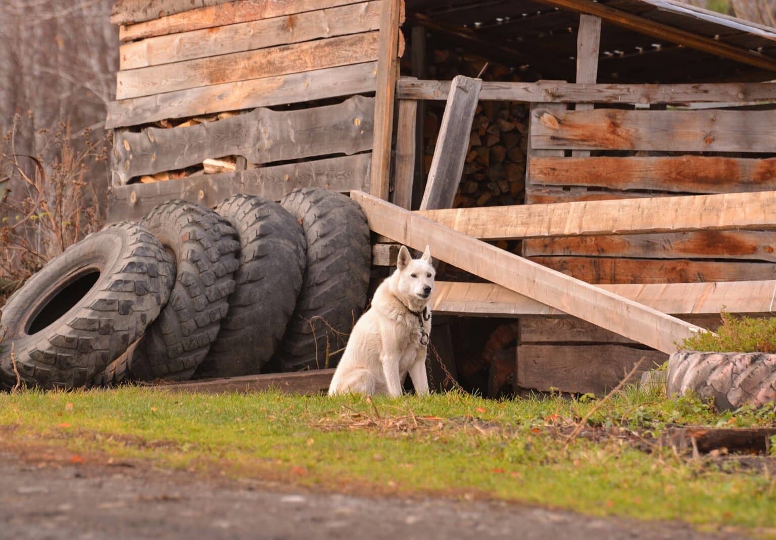 9 Legends About Dogs From Myth And Folklore - iHeartDogs.com