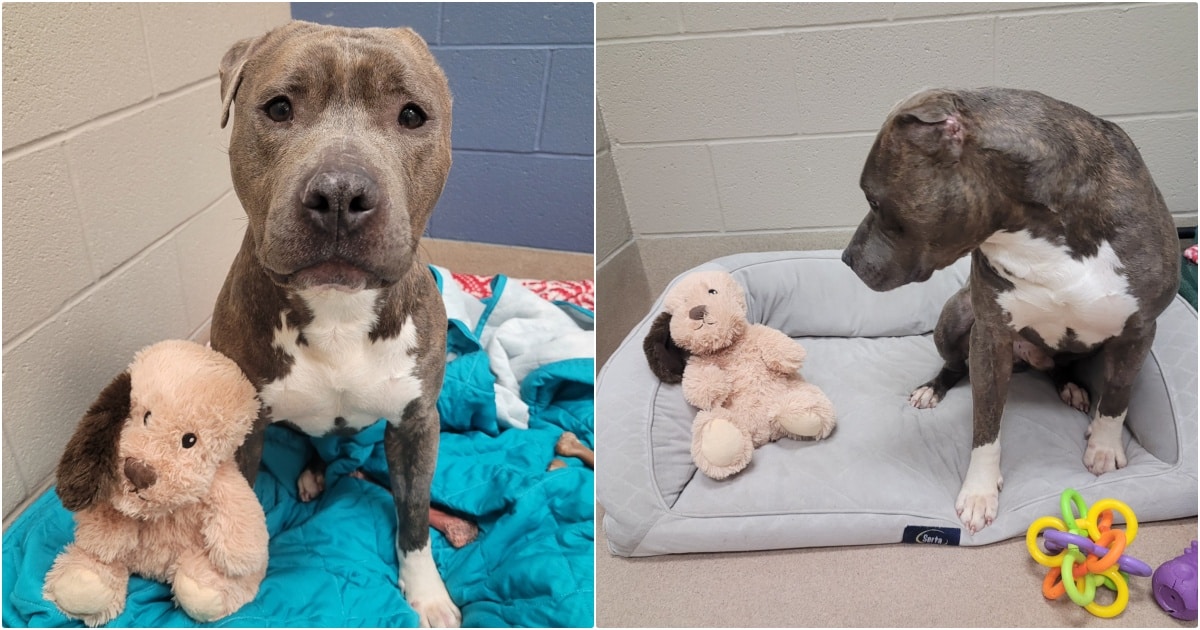 Shelter Dog Missing One Ear Tears Same One Off His Stuffie To Look Like ...