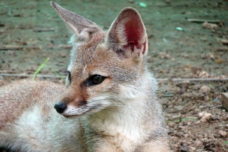 16 Most Exotic Species Of Wild Dogs On Earth - iHeartDogs.com
