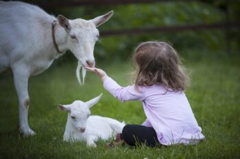 11 Spectacular Animals Known For Their Healing Powers - iHeartDogs.com