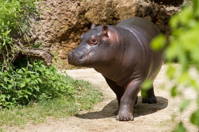 The Top 8 Heaviest Animals in the World - iHeartDogs.com