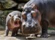 15 Most Fearless Animals On The Planet - iHeartDogs.com