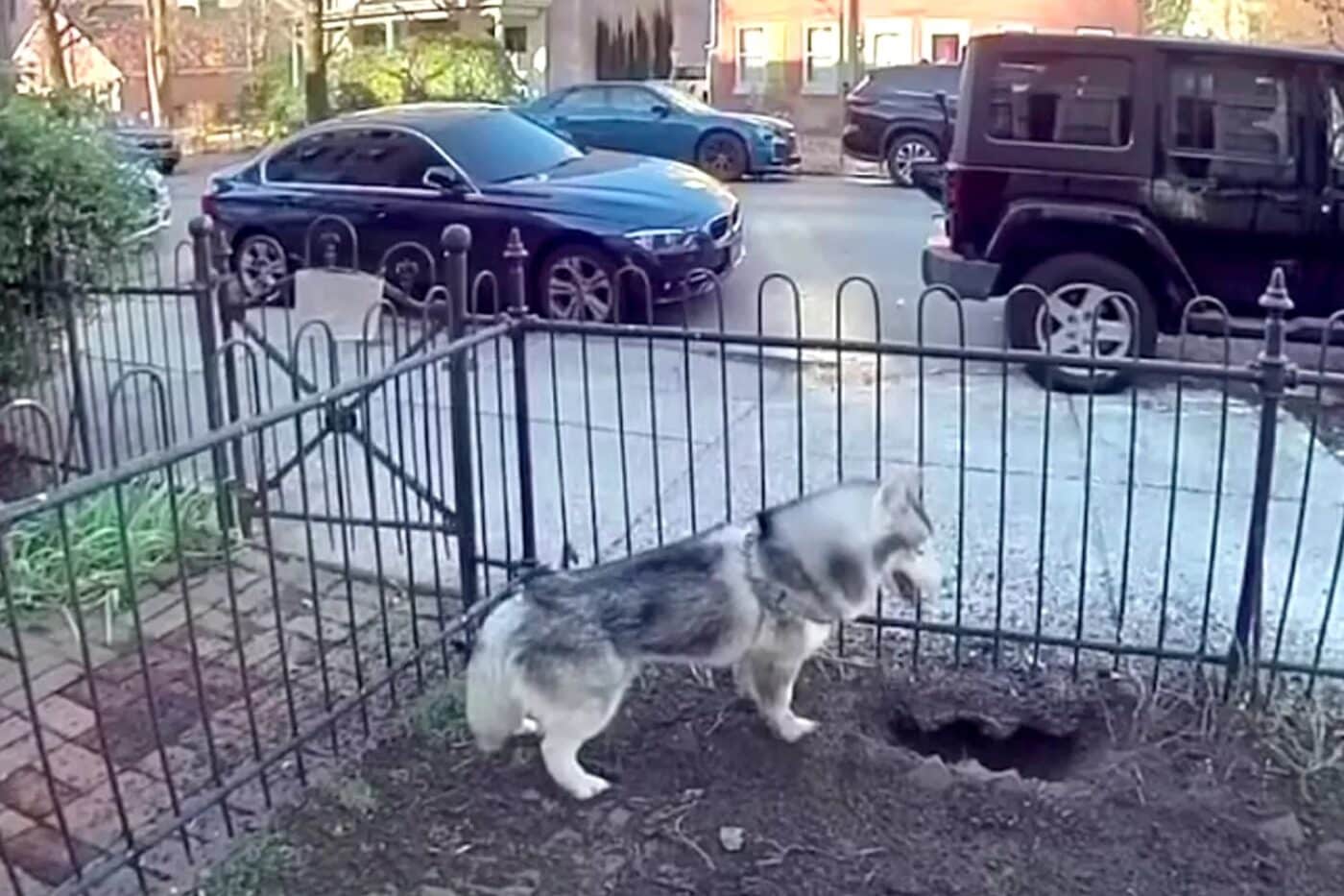 Husky's Digging Saves Neighborhood From Life-Threatening Explosion ...