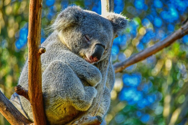 Top 13 Most Harmless Animals In The World - iHeartDogs.com