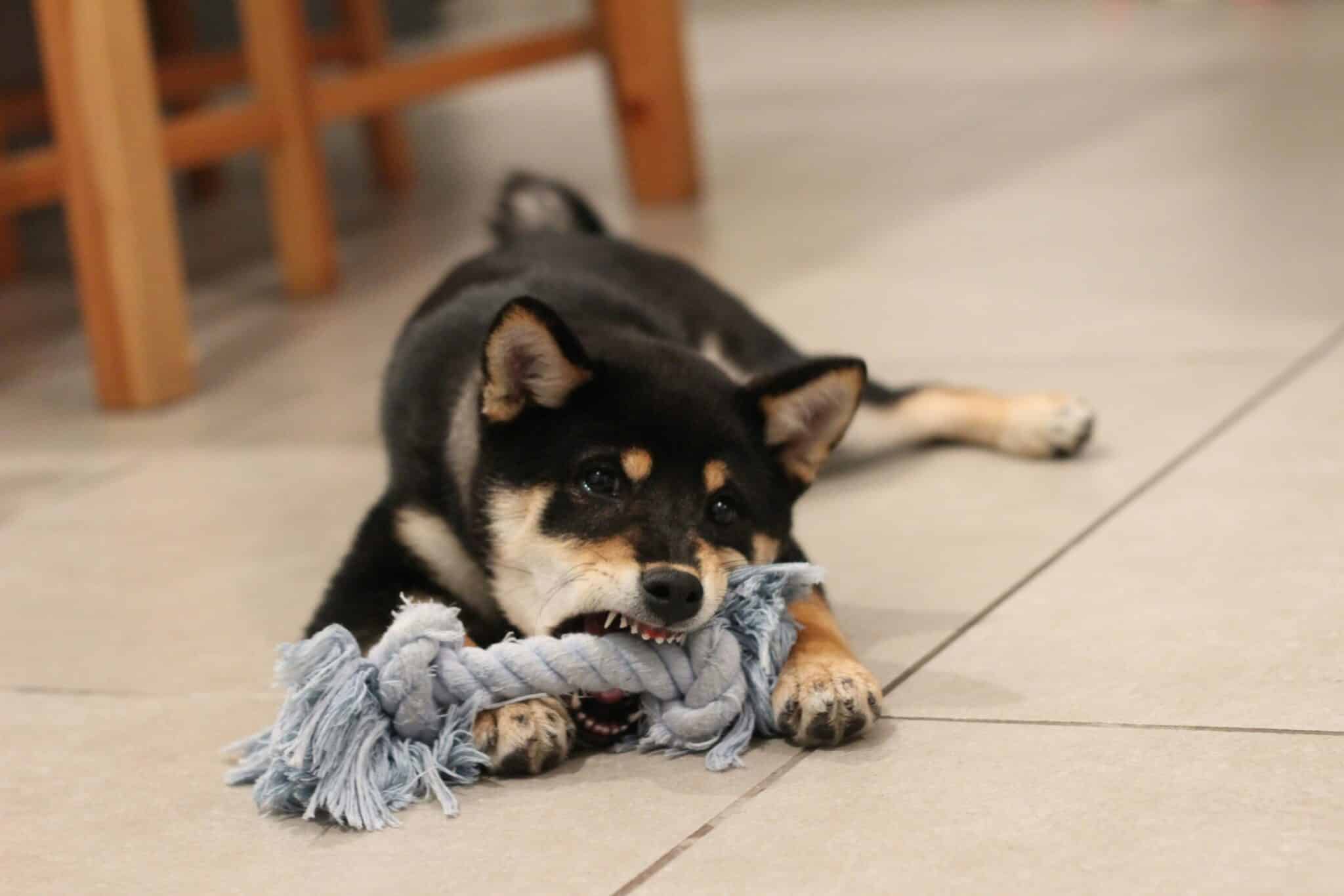 14 Primal Reasons Why Dogs Shake Their Toys - iHeartDogs.com