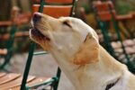 15 Times Dogs Have Helped Solve Crimes & Catch Criminals - iHeartDogs.com