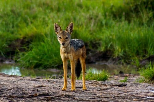 16 Most Exotic Species Of Wild Dogs On Earth - iHeartDogs.com