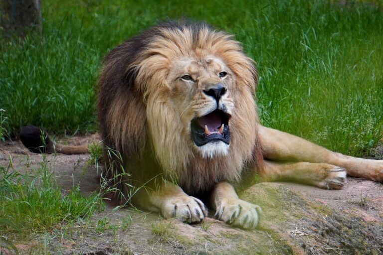 15 Most Fearless Animals On The Planet