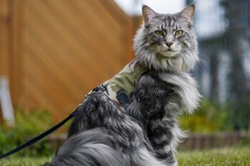 12 Strongest Cat Breeds Ready to Flex Their Paws (2026 Guide ...