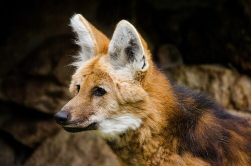 16 Most Exotic Species Of Wild Dogs On Earth - iHeartDogs.com