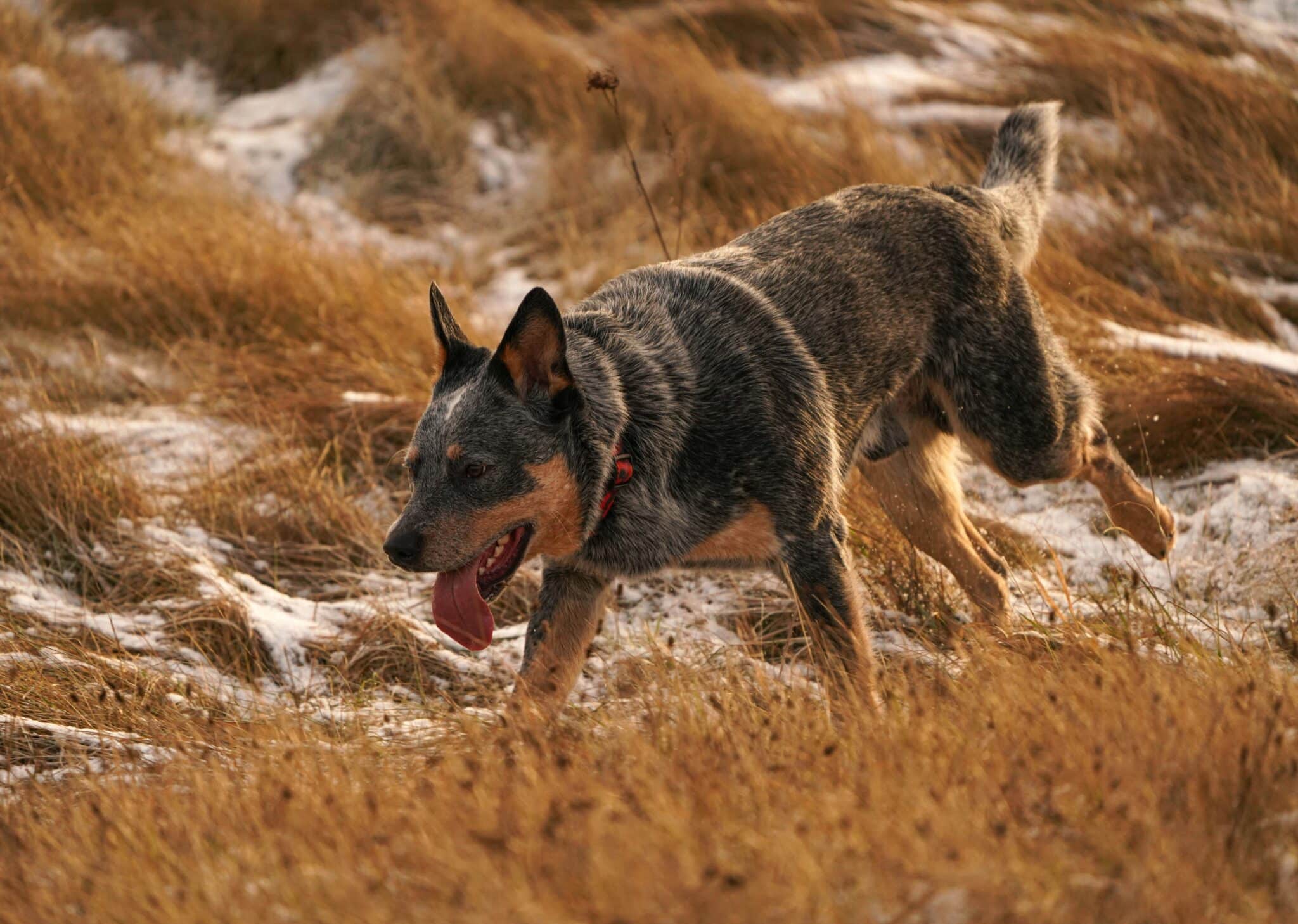 The 9 Oldest Dogs Of All Time - iHeartDogs.com