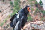 11 Amazing Animals You Can Only Find In North America - iHeartDogs.com