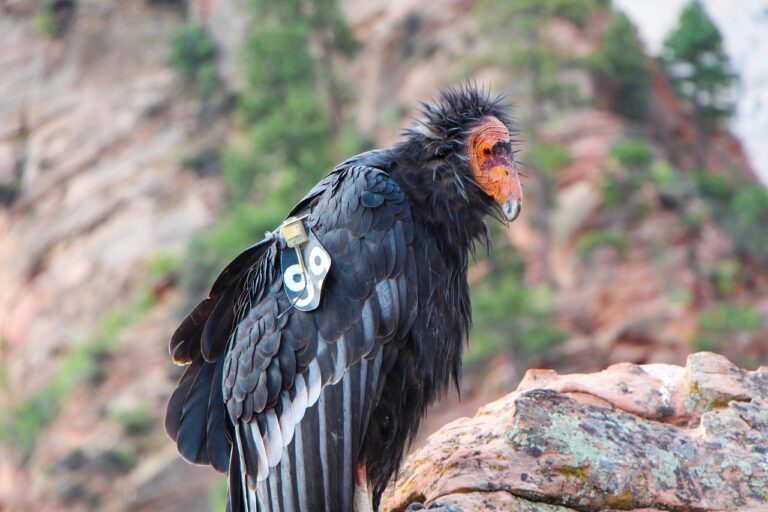 11 Amazing Animals You Can Only Find In North America - iHeartDogs.com