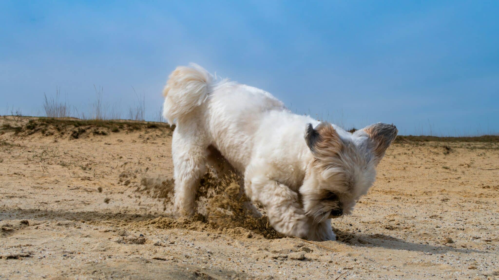 The Truth About Why Dogs Bury Bones: It's Not What You Think ...