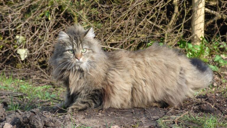 12 Strongest Cat Breeds Ready to Flex Their Paws (2026 Guide ...