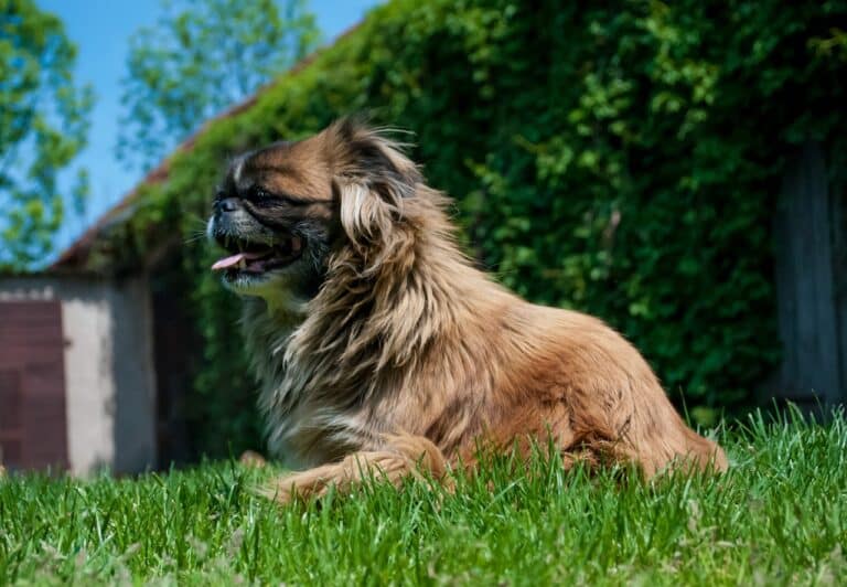 Top 9 Dog Breeds That Have Guarded Sacred Temples For Generations ...