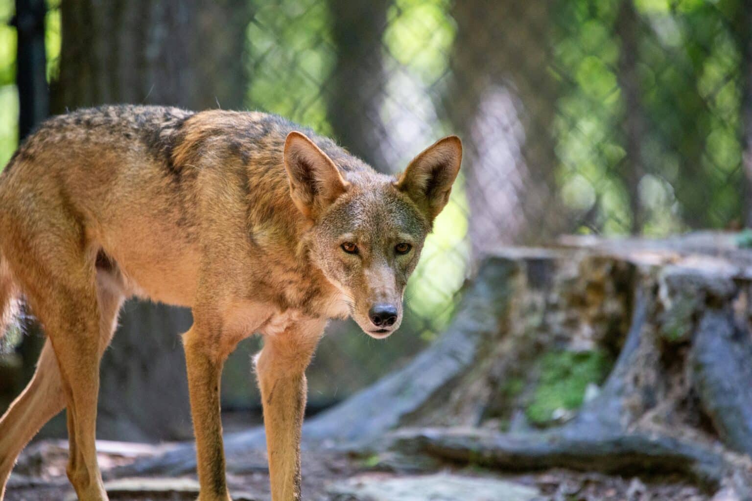 11 Amazing Animals You Can Only Find In North America - iHeartDogs.com