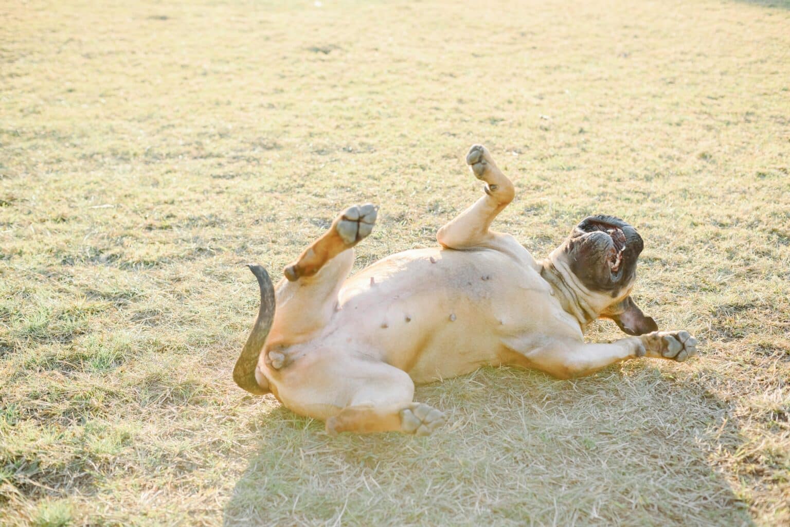 13 Shocking Truths About Why Dogs Roll in Smelly Things - iHeartDogs.com