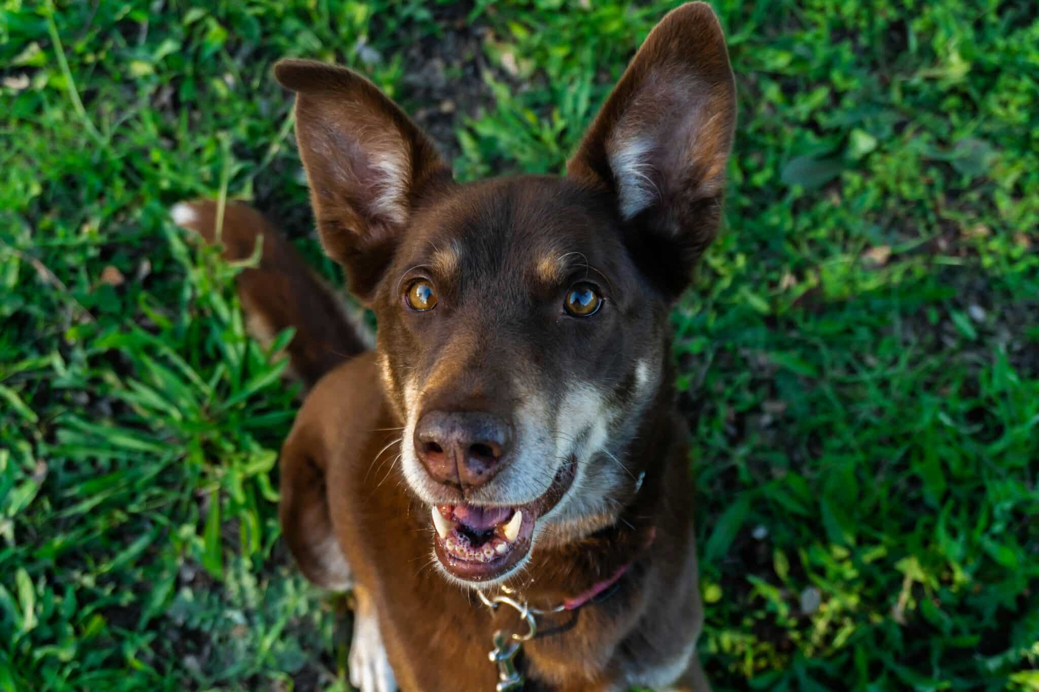The 9 Oldest Dogs Of All Time - iHeartDogs.com