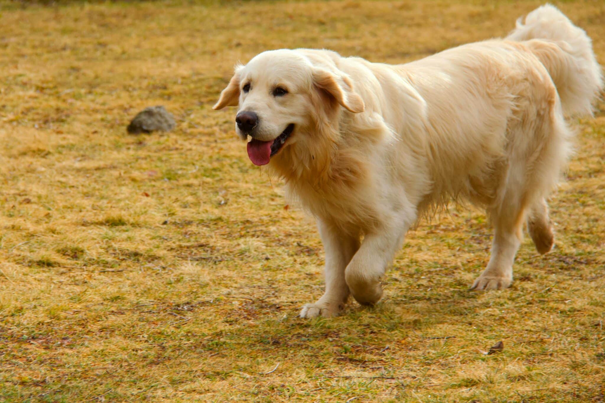 The 13 Dog Breeds With The Wildest Wiggle Butts - iHeartDogs.com