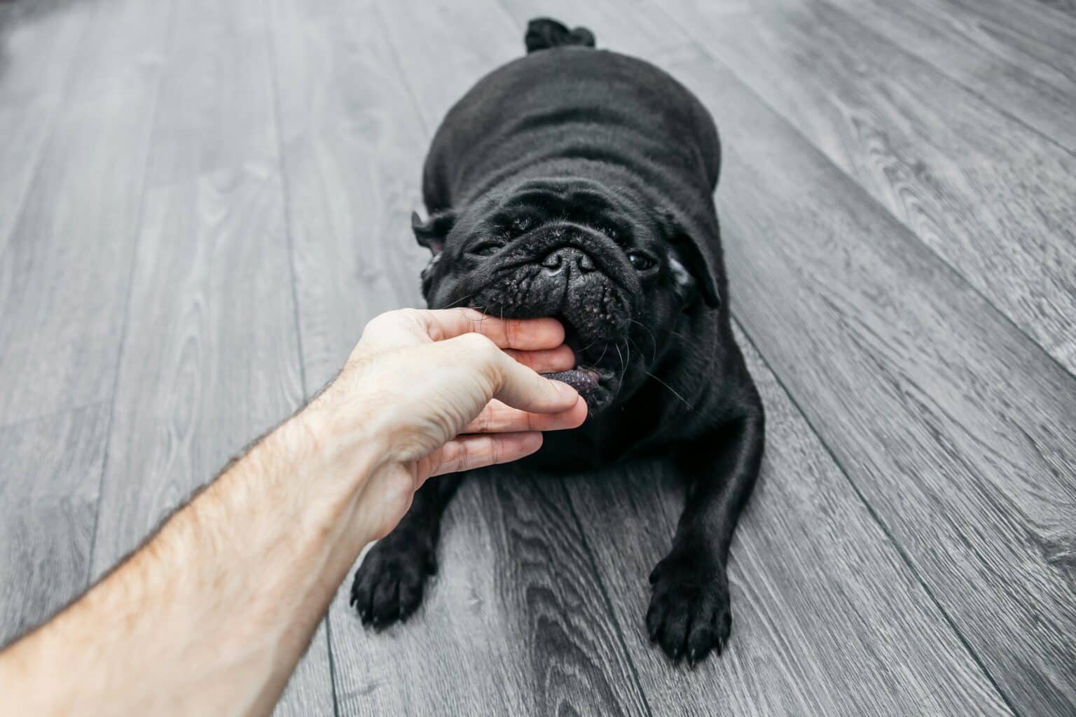 Scientists Uncover a New Evolutionary Phase in Dogs - iHeartDogs.com