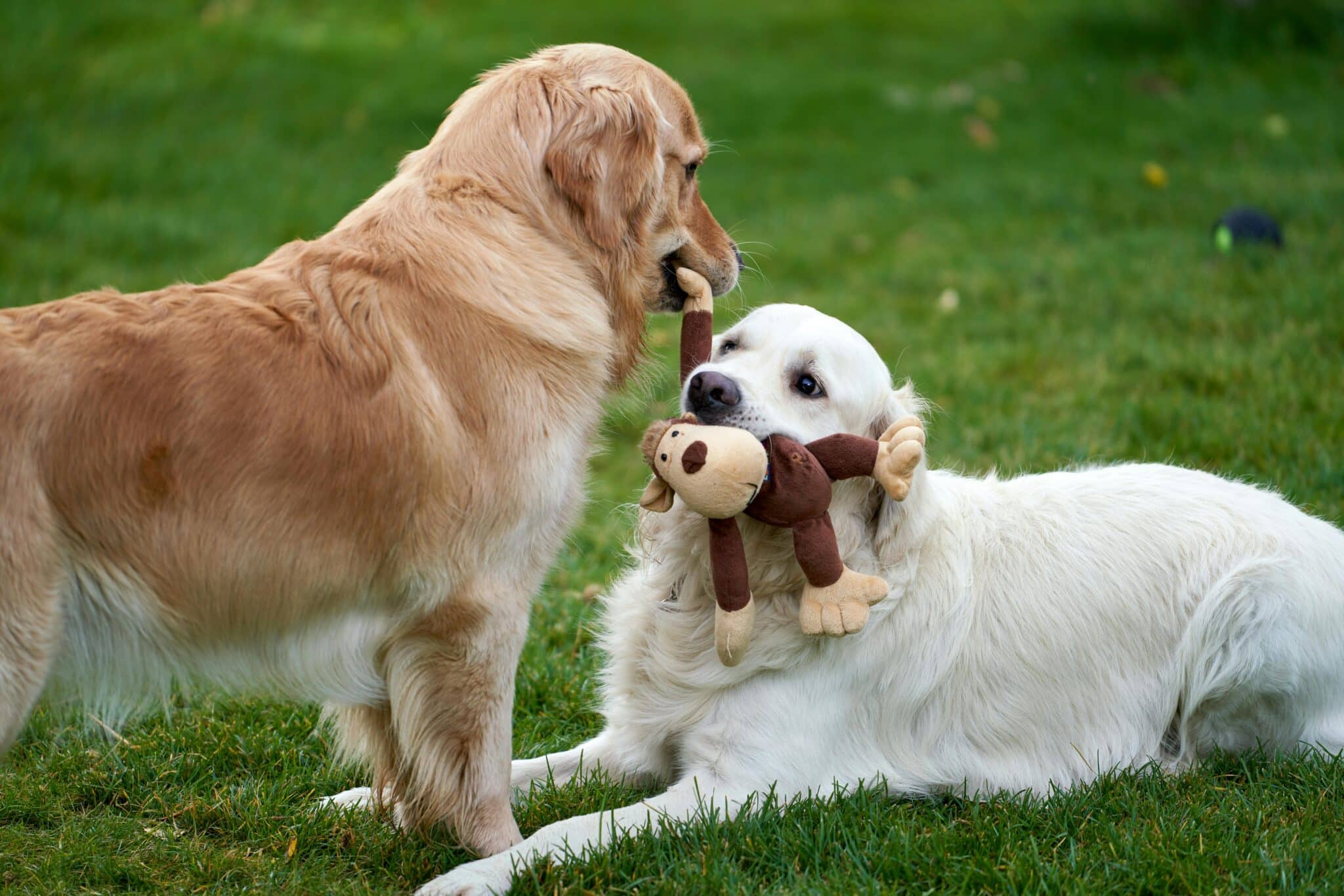7 Ways to Help Your Dog Get Along With Other Dogs - iHeartDogs.com