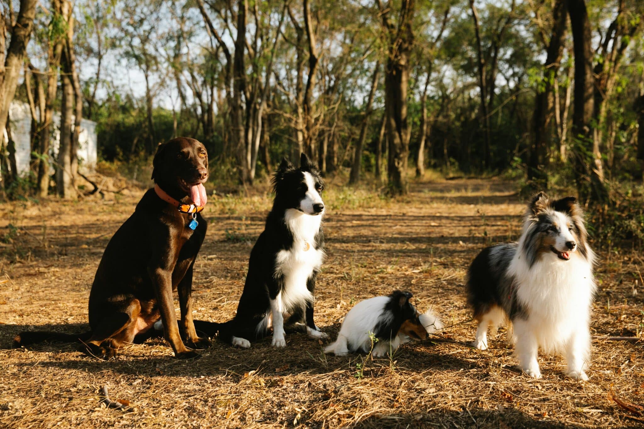 9 Pros And 7 Cons Of Having Multiple Dogs - iHeartDogs.com
